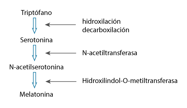 Melatonina - Cien por Cien Natural
