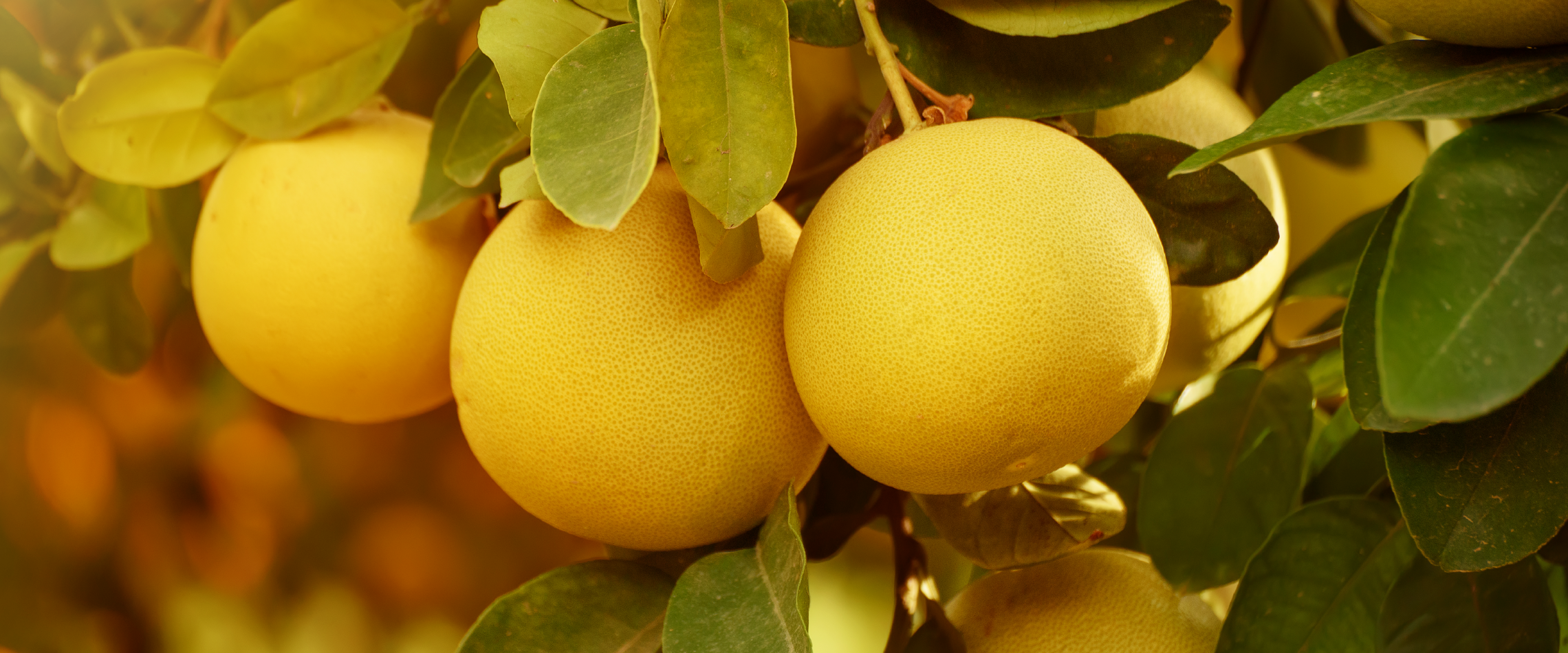 Extracto Semillas Pomelo BIO - Cien por Cien Natural